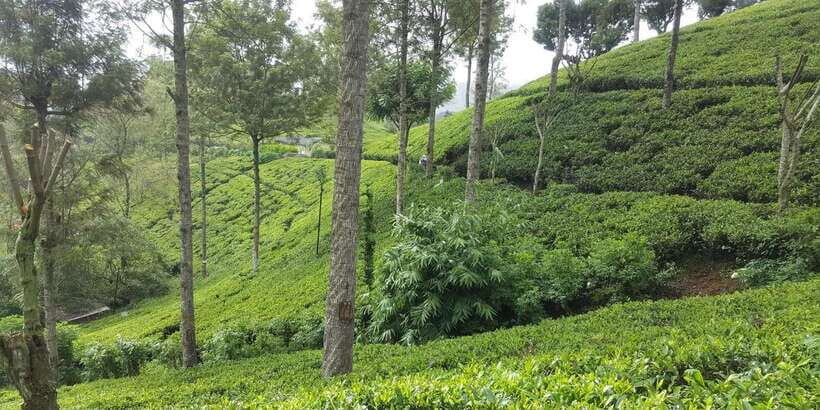 Bentota/Kalutara/Hikkaduwa: Day Trip to Ella Highlands - The Journey Begins: From Coastal Resorts to the Highlands