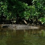 Bentota River Safari By BTM (Mangrove & Wildlife Encounter) - The Sum Up