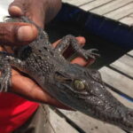 Bentota: swampboat Ride Through Mangrove Forest - Detailed Itinerary and What to Expect
