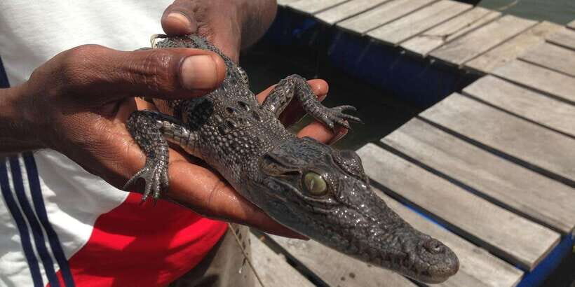 Bentota: swampboat Ride Through Mangrove Forest - Detailed Itinerary and What to Expect