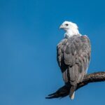 Bermagui River Kayak Tour - Who Is This Tour Best For?
