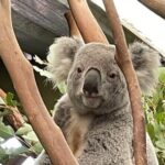 Best of Blue Mountains: Private Tour - The Practicalities: What You Need to Know