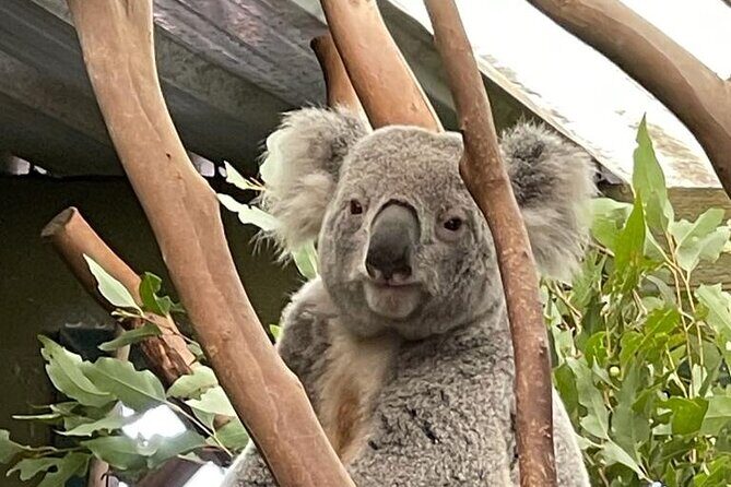 Best of Blue Mountains: Private Tour - The Practicalities: What You Need to Know
