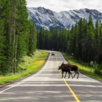Best of Kananaskis PRIVATE SAFARI Tour + Custom Nature Walk - The Practical Side: What to Expect