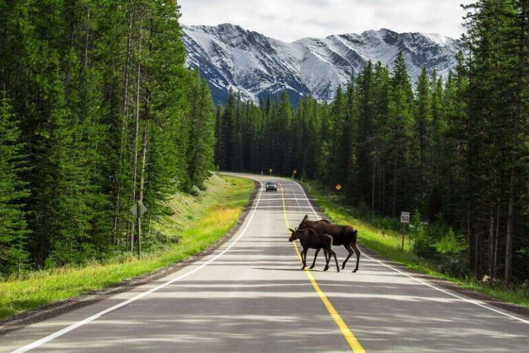 Best of Kananaskis PRIVATE SAFARI Tour + Custom Nature Walk - The Practical Side: What to Expect
