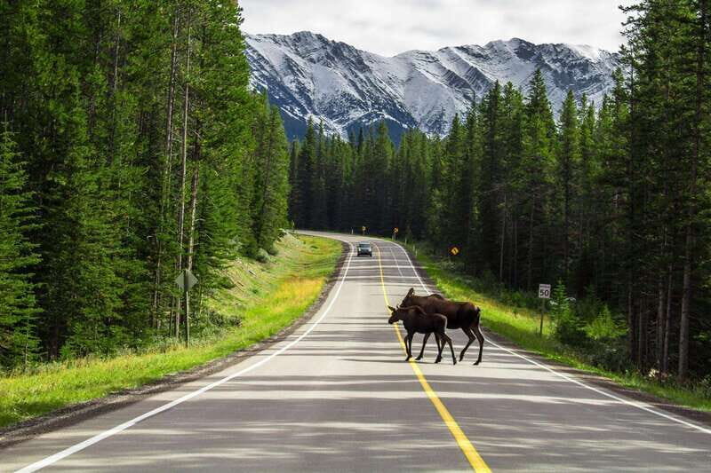 Best of Kananaskis PRIVATE SAFARI Tour + Custom Nature Walk - The Practical Side: What to Expect