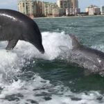 Best of Marco Dolphin Tour - Exploring the Itinerary: What Makes This Tour Special