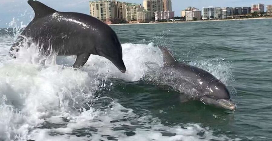 Best of Marco Dolphin Tour - Exploring the Itinerary: What Makes This Tour Special