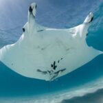 Best of Ningaloo Mantas and More - Is It Worth the Price?