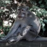 Best of Ubud - All Inclusive - What Travelers Are Saying