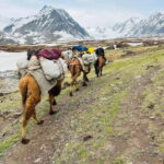 Best trekking tour in Mongolia - Transport and Logistics