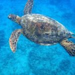 Best Waikiki Snorkel Tour: Guaranteed Turtles at Turtle Canyon - Key Points