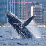 Best Waikiki Whale Watching in Honolulu: Whales Guaranteed - The Itinerary: What to Expect During Your 2-Hour Tour