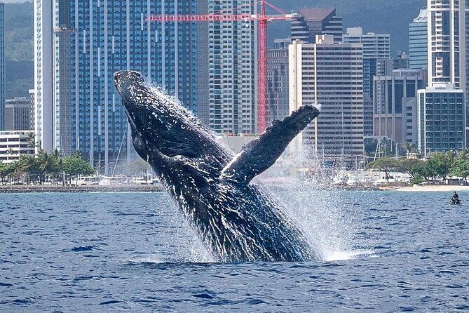 Best Waikiki Whale Watching in Honolulu: Whales Guaranteed - The Itinerary: What to Expect During Your 2-Hour Tour