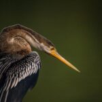 Bharatpur Birding adventure from Delhi - Authentic Experiences Confirmed by Reviews