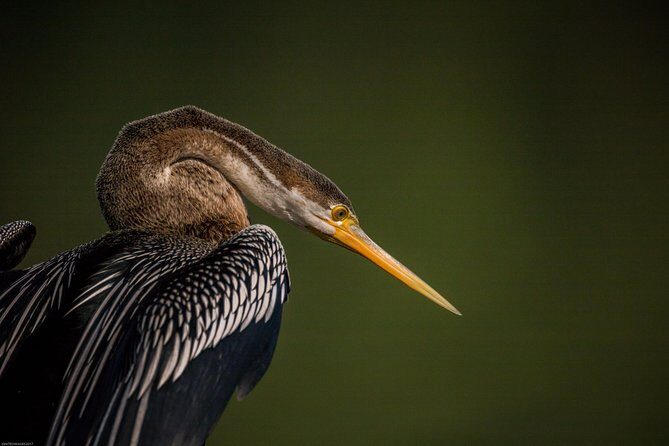 Bharatpur Birding adventure from Delhi - Authentic Experiences Confirmed by Reviews