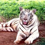 Bhubaneshwar to Similipal National Park Expedition - Analyzing the Experience: Is It Worth It?