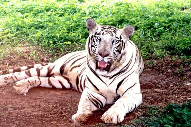 Bhubaneshwar to Similipal National Park Expedition - Analyzing the Experience: Is It Worth It?