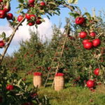 Big Almaty Lake and Legendary Almaty Apple Orchard - FAQs