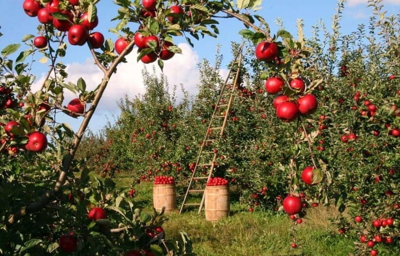 Big Almaty Lake and Legendary Almaty Apple Orchard - FAQs