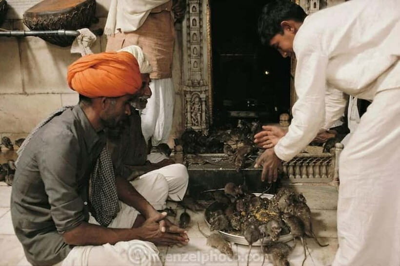 Bikaner: Karni Mata Temple Half-Day Guided Tour - Why the Price Matters