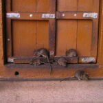 Bikaner to Jaisalmer: Junagarh Fort & Rat Temple Tour - A Detailed Look at the Tour Experience