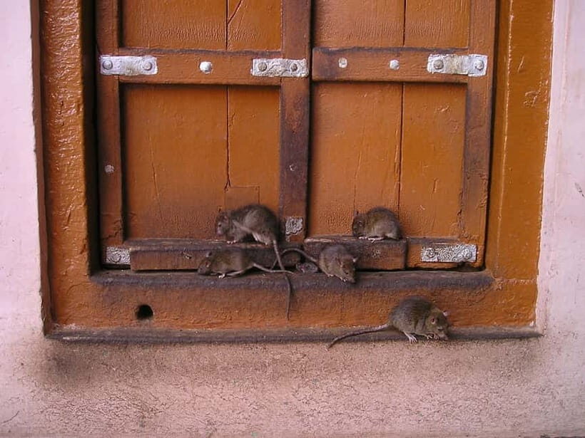 Bikaner to Jaisalmer: Junagarh Fort & Rat Temple Tour - A Detailed Look at the Tour Experience