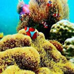 Bintan Snorkeling Tour - The Itinerary: What to Expect from Dawn to Dusk