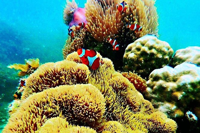 Bintan Snorkeling Tour - The Itinerary: What to Expect from Dawn to Dusk