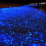 Bio Luminescent Swimming From Krabi - The Value & Practicalities