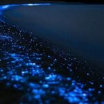 Bioluminescence Kayak Tour - Est. 1994 - The Bioluminescent Phenomenon
