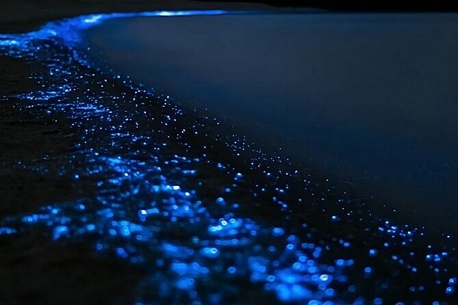Bioluminescence Kayak Tour - Est. 1994 - The Bioluminescent Phenomenon