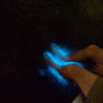 Bioluminescence Night Craigcat Tours - What to Expect from the Bioluminescence Night Craigcat Tours