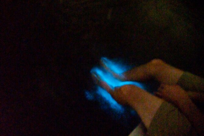 Bioluminescence Night Craigcat Tours - What to Expect from the Bioluminescence Night Craigcat Tours