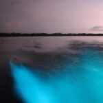 Bioluminescent Night Tour - What to Consider Before Booking