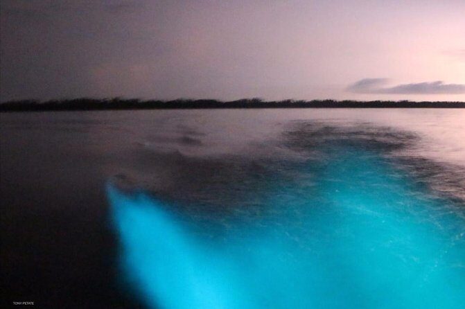 Bioluminescent Night Tour - What to Consider Before Booking
