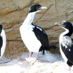 Bird Watching and Dolphin Eco-Tour from Picton - The Value of the Experience