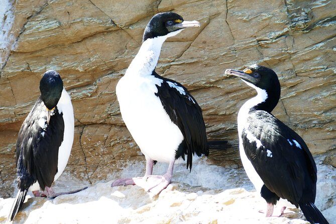 Bird Watching and Dolphin Eco-Tour from Picton - The Value of the Experience