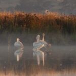 Bird watching and photography around Bathurst, Australia - Value and Price Considerations