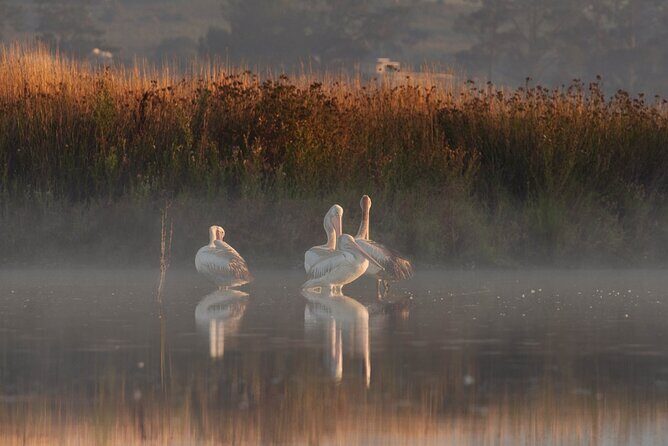 Bird watching and photography around Bathurst, Australia - Value and Price Considerations