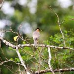 Bird watching and Wildlife Tour (6 Days) - An In-Depth Look at the 6-Day Wildlife Tour