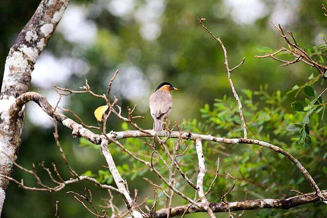 Bird watching and Wildlife Tour (6 Days) - An In-Depth Look at the 6-Day Wildlife Tour
