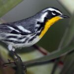 Bird watching ecofriendly tour from Cancun & Riviera Maya - Why This Tour Stands Out