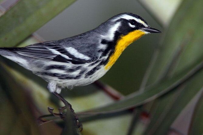 Bird watching ecofriendly tour from Cancun & Riviera Maya - Why This Tour Stands Out