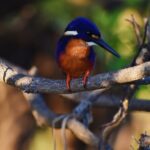 Bird Watching Kayak Tour - What Travelers Say (Based on reviews)