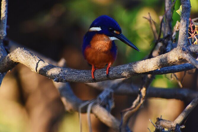Bird Watching Kayak Tour - What Travelers Say (Based on reviews)