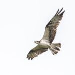 Bird Watching Mazatlán - Birding Tour - The Itinerary in Detail