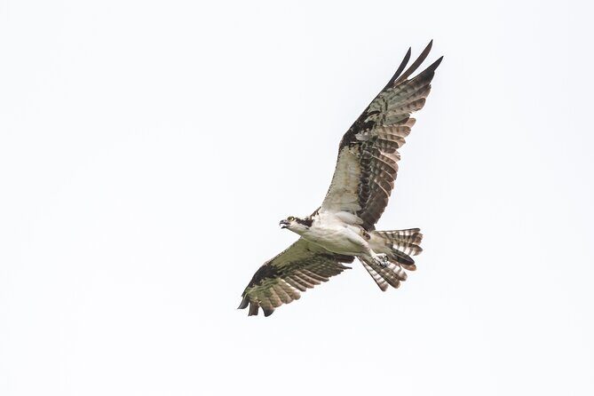 Bird Watching Mazatlán - Birding Tour - The Itinerary in Detail