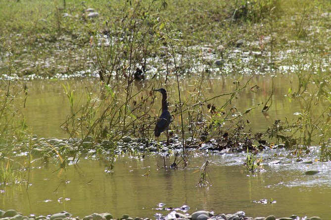 Bird Watching Tour Huatulco HT - Final Thoughts: Why Choose This Bird Watching Tour?