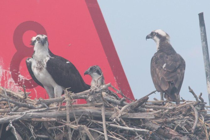 Birding By Boat on the Osprey - Authentic Experiences and Review Highlights